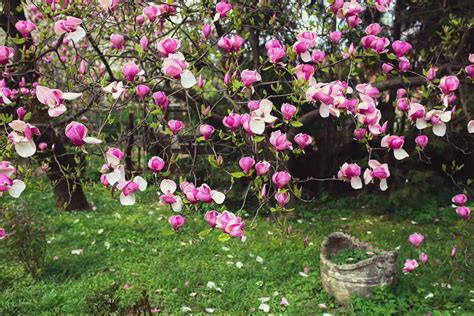 How To Prune Magnolia Trees And When To Do So