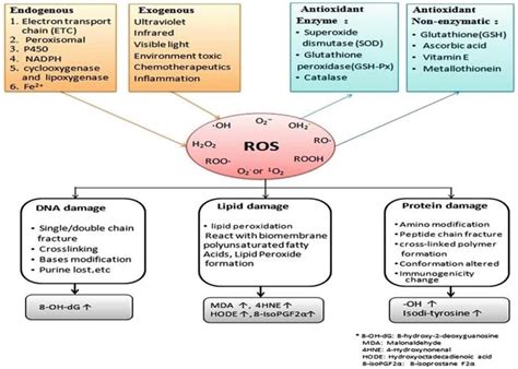 Diseases Related To Types Of Free Radicals Intechopen
