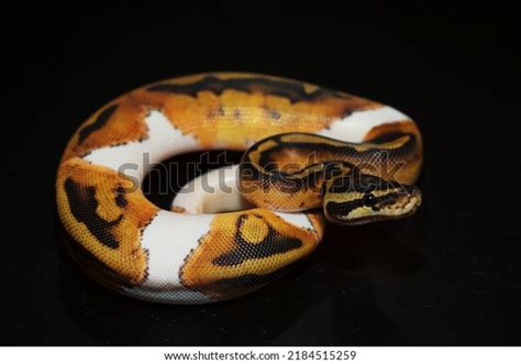 Pied Spider Royal Python Photos Images And Pictures Shutterstock