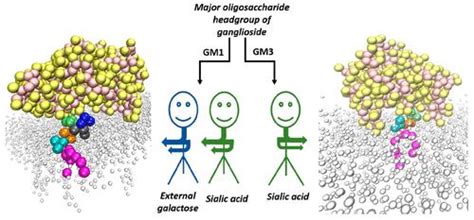 Sars Cov N Gm Gm The Journal Of Physical Chemistry B X Mol
