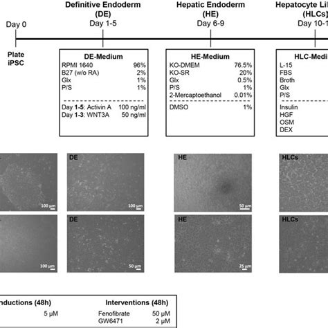 Differentiation Of Hpscs Into Hlcs Hpscs Were Differentiated Into Hlcs
