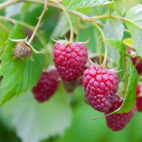 How To Transplant Raspberries And Grow More Fruit Empress Of Dirt