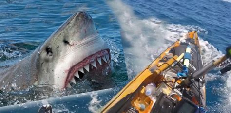 Video El Feroz Ataque De Un Tiburón Tigre A Un Pescador En Su Kayak