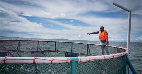 Fish Farming Jamaica At Savannah Derrington Blog