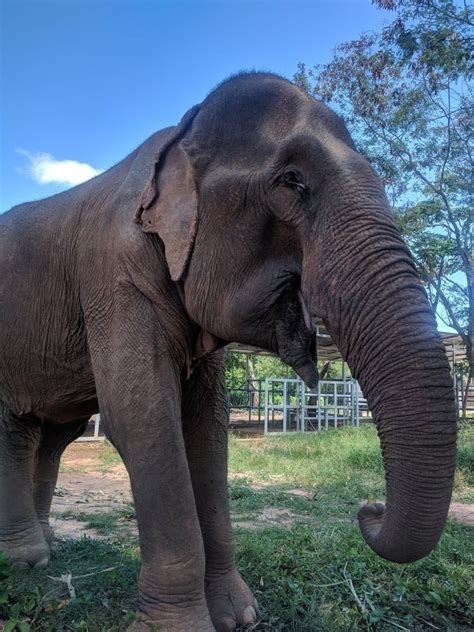 Слоновий заповедник на Острове Самуи Таиланд с фото и отзывами