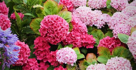 경치 계절 관목 관상용 관목 관상용 식물 꽃 꽃 사진 꽃 송이 꽃꽂이 꽃이 피는 꽃잎 나뭇잎 녹지 다채로운 매크로 필라 밝은 봄 분홍색 꽃