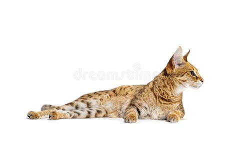 Savannah F1 Cat Lying Down Looking Away Isolated On White Stock Photo