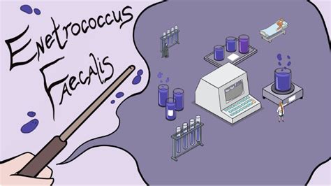 Enterococcus Faecalis By Leah K On Prezi