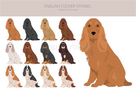 English Cocker Spaniel Clipart Different Poses Coat Colors Set Stock