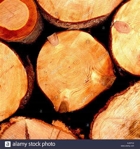 Cross Section Tree Knot Stock Photos Cross Section Tree Knot Stock Images Alamy