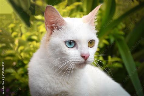 The Khao Manee Cat Also Known As The Diamond Eye Cat Is A Rare Breed Of