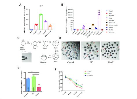 Knockdown Of Lnct Inhibited Embryonic Development A Expression Of