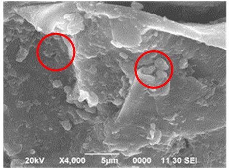 Sem Test Results On Compost Before Biofiltration Download Scientific Diagram
