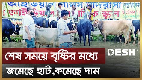 শেষ সময়ে বৃষ্টির মধ্যে জমেছে কুরবানির হাট কমেছে দামcow Haat