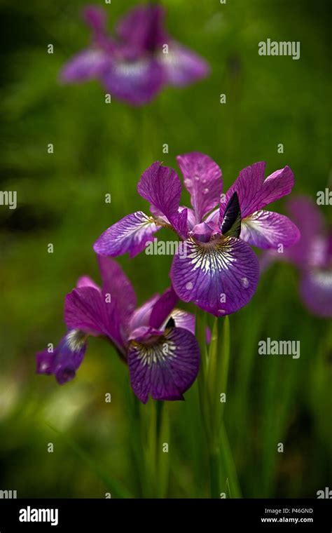 Siberian Iris Hi Res Stock Photography And Images Alamy