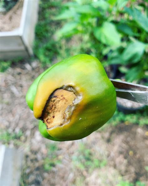 Is This Sun Scald Or Something Else R Vegetablegardening
