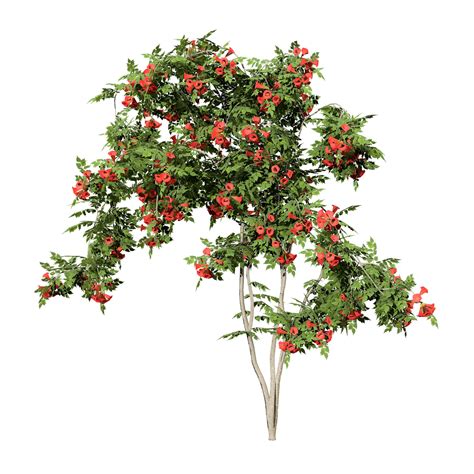 Artstation Climbing Campsis Radicans Vine 3d Models Game Assets