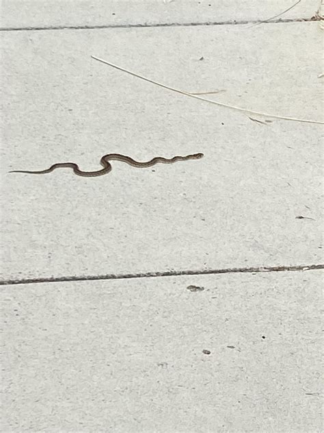 Snek Says Down With Roomba R691