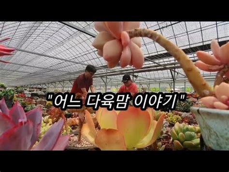 다육에 빠져버린 어느 다육맘 이야기 다시보기 YouTube