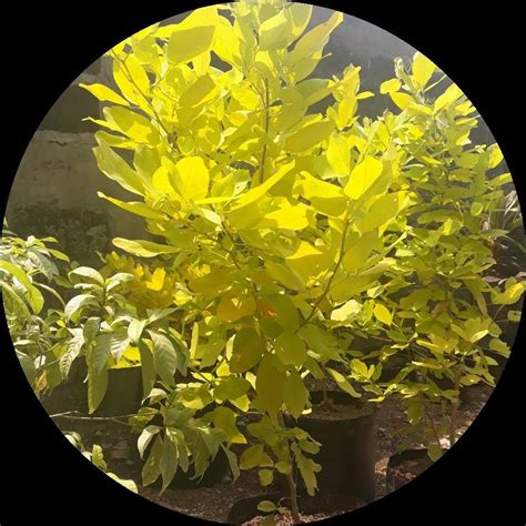 Buy Desmodium Foliage Plant Stunning Leaves For Your Space