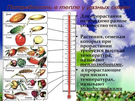 Способы и сроки хранения семян и плодов презентация фото