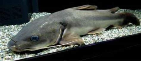 Echter Raritaet Clarotes Laticeps Wels Ca Cm Versan