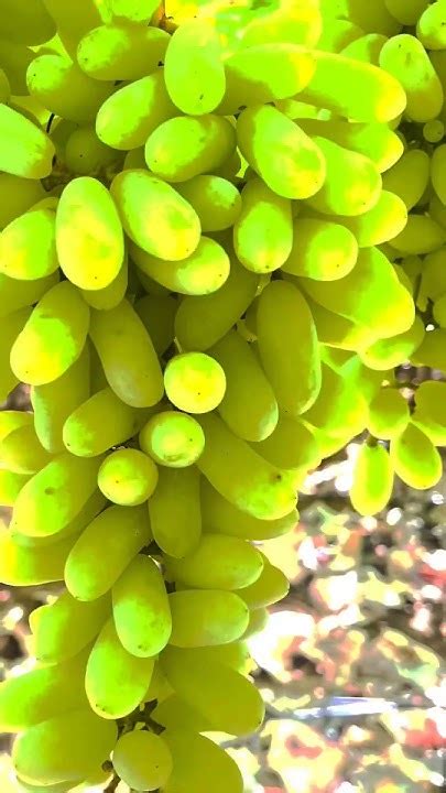 أغرب صنف عنبياقوتيابيض Short Saudiarabia Iraq Dubai India