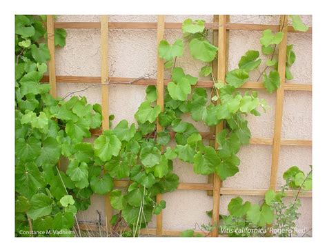 Vitis Californica Web Show Pdf Gardening Home And Garden