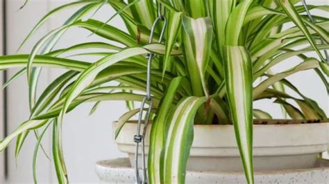 Tipos Plantas Que Debes Colocar A La Entrada De Tu Casa Para Atraer La