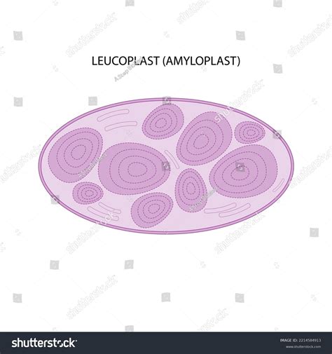 Leucoplast Amyloplast On White Background Stock Illustration 2214584913