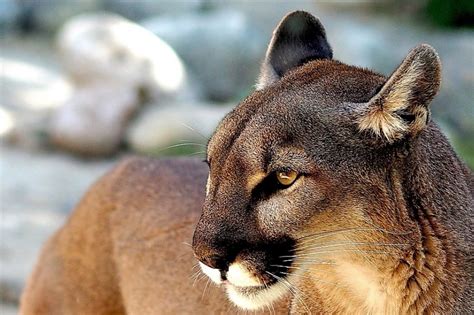 Puma Puma Resimleri Stok Fotoğrafları Ve Resimleri Ng
