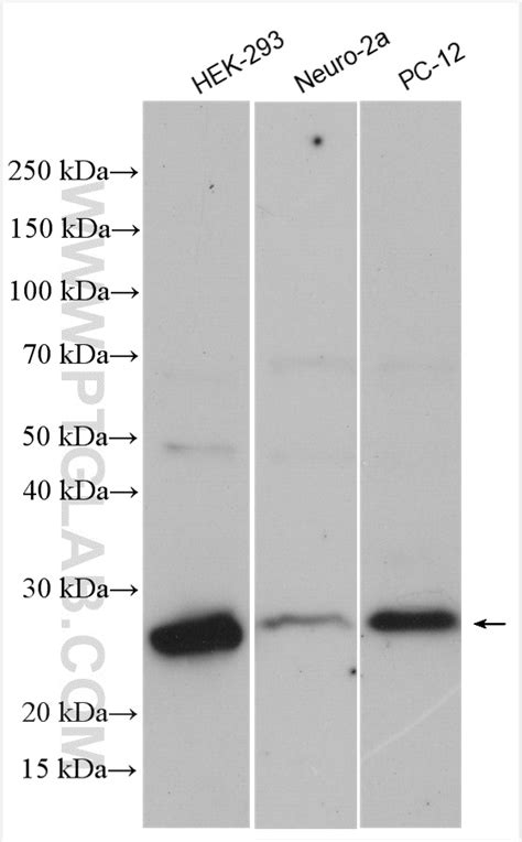 Bak Antibody 30017 1 Ap Proteintech 武汉三鹰生物技术有限公司