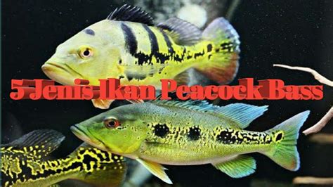 5 Jenis Ikan Peacock Bass Youtube