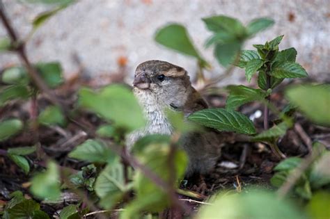녹색 잎 옆에 흰색 배가 있는 작은 갈색 새 이 이미지는 봄과 계절의 변화를 상징합니다 또한 자연의 아름다움과 보존의 중요성을 일깨워줍니다 갈색에 대한 스톡 사진 및 기타