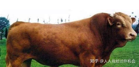 养土黄牛的利润与成本鸟基地博客为你分享小黄牛的养殖前景 知乎