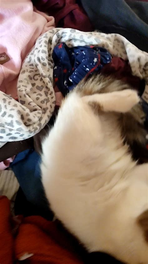 Please Help My Cat Has Been Sitting There For 2 Days Rcats