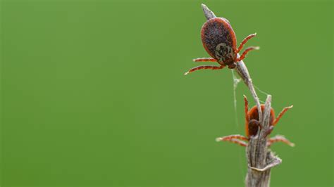 Tick Bite Er Visits In 2025 Hit Highest Levels Since 2017 Cdc