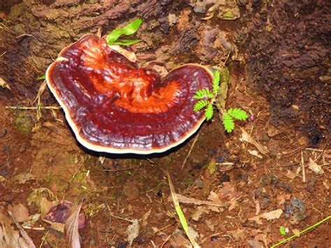 Sporocarps Of Ganoderma Aff Steyaertanum Collectors Number T0210 Download Scientific
