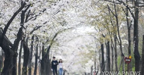 벚꽃 만개한 영남대 캠퍼스