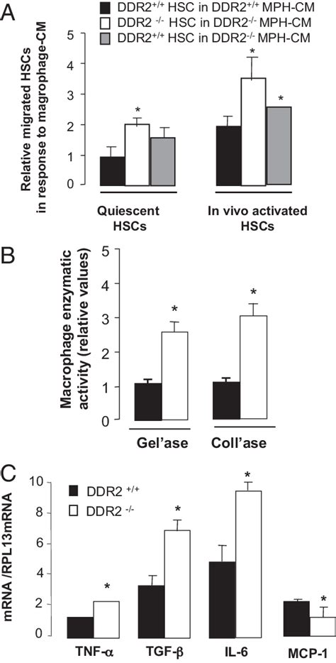 Profibrotic Role Of Macrophages From Chronically Injured Ddr2 Livers