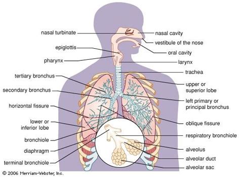 Respiratory System Of Human Diagram Human Respiratory System