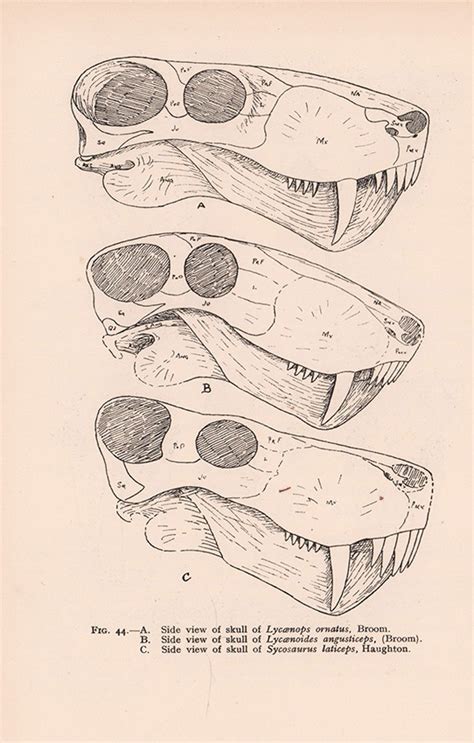 The Mammal Like Reptiles Of South Africa Auction 67