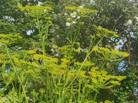 Seed Saving Basics Fruit Hill Farm Blog