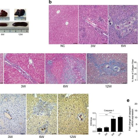 Schematic View Of The Tlr4 Signaling Pathway Notes Upon Binding Of Download Scientific