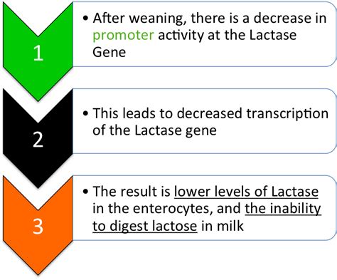 Lactase Persistence Evo Ed