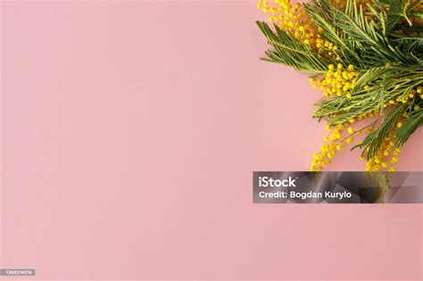 안녕하세요 봄 플랫 누워 8 행진 텍스트 공간이 분홍색 배경에 세련된 미모사 꽃 행복한 여성의 날과 해피 어머니의 날 인사말