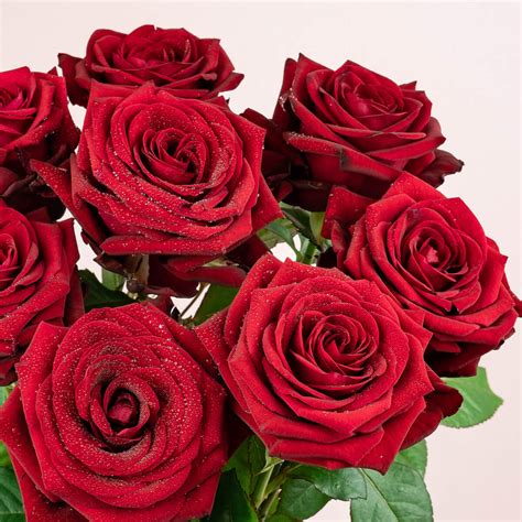 Punane Roos 5 00€ Lillerand E Pood Lille Ja Disainistuudio Haapsalus