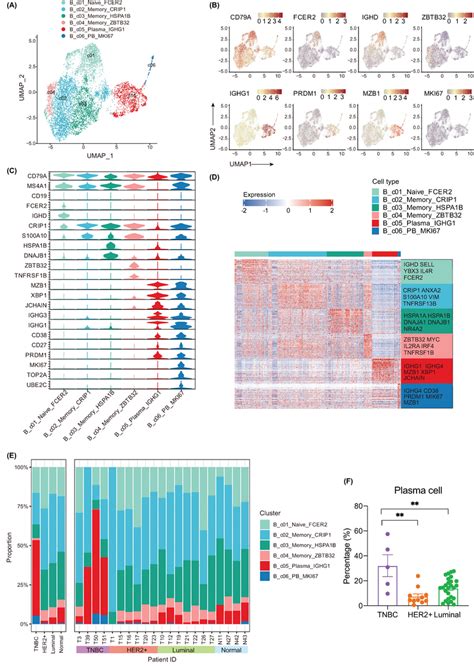 Heterogeneity Of B Cell Subsets Among Different Breast Cancer Molecular