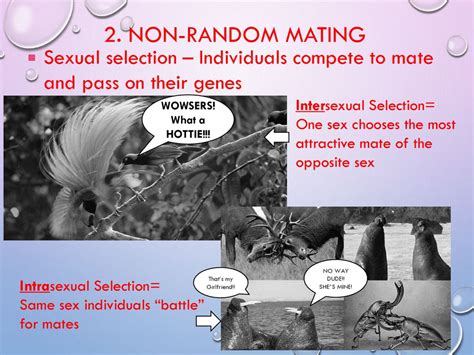 Genetic Variation And Change In Populations Ppt Download