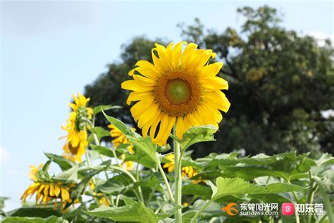 美若油画东坑50亩向日葵惊艳盛放 东莞阳光网